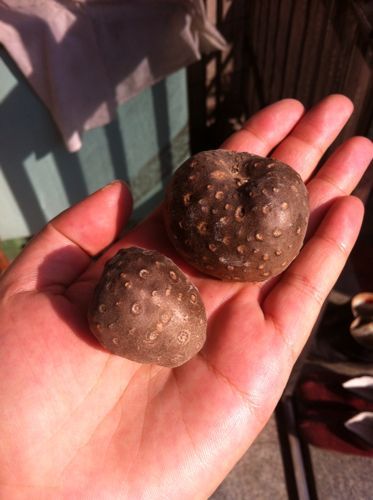 山药蛋派又称什么_山药蛋派有哪些代表作-第2张图片-山城妙识 山药蛋派又称什么_山药蛋派有哪些代表作-第2张图片-山城妙识