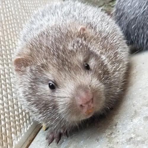 竹鼠图片大全_竹鼠长什么样-第1张图片-山城妙识 竹鼠图片大全_竹鼠长什么样-第1张图片-山城妙识