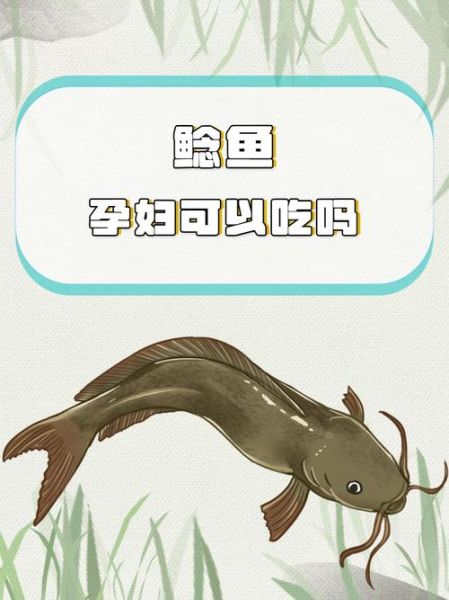 鲇鱼读音是什么_鲇鱼与鲶鱼区别-第3张图片-山城妙识 鲇鱼读音是什么_鲇鱼与鲶鱼区别-第3张图片-山城妙识