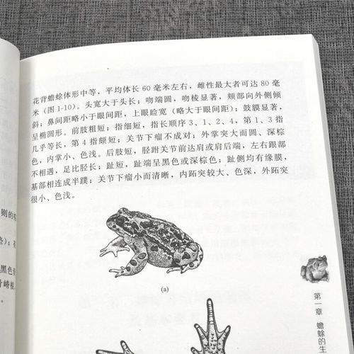 青蛙养殖技术_青蛙养殖赚钱吗-第1张图片-山城妙识 青蛙养殖技术_青蛙养殖赚钱吗-第1张图片-山城妙识