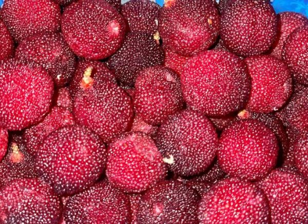 冰镇杨梅怎么做_冰镇杨梅保存多久-第2张图片-山城妙识 冰镇杨梅怎么做_冰镇杨梅保存多久-第2张图片-山城妙识