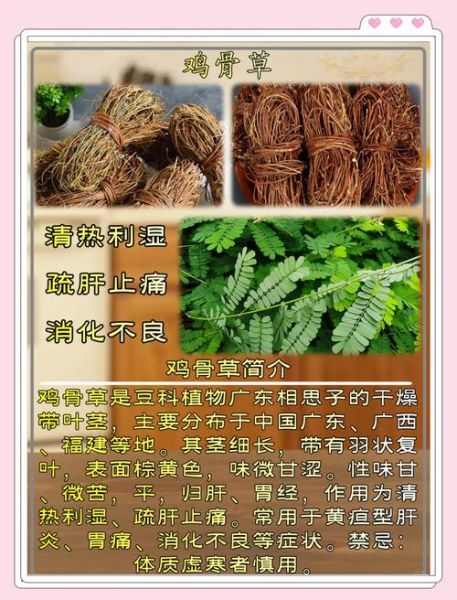 鸡骨草和什么泡茶最好_鸡骨草搭配什么泡茶不伤胃-第1张图片-山城妙识 鸡骨草和什么泡茶最好_鸡骨草搭配什么泡茶不伤胃-第1张图片-山城妙识