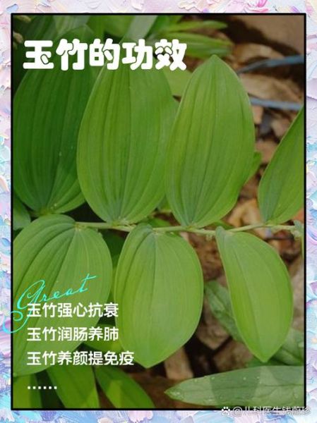 玉竹的功效与作用_玉竹怎么吃效果最好-第2张图片-山城妙识 玉竹的功效与作用_玉竹怎么吃效果最好-第2张图片-山城妙识