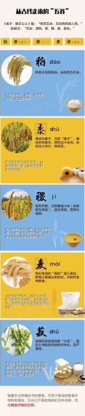 稻黍稷麦菽分别指什么_五谷具体是哪些粮食-第1张图片-山城妙识
