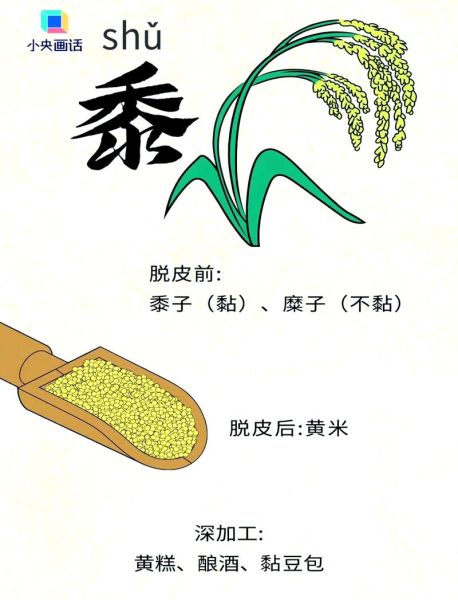 稻黍稷麦菽分别指什么_五谷具体是哪些粮食-第2张图片-山城妙识