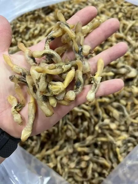 蛏子干怎么做好吃_蛏子干泡发技巧-第3张图片-山城妙识 蛏子干怎么做好吃_蛏子干泡发技巧-第3张图片-山城妙识