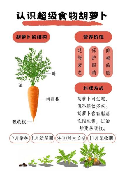 胡萝卜营养价值表_胡萝卜怎么吃最有营养-第1张图片-山城妙识 胡萝卜营养价值表_胡萝卜怎么吃最有营养-第1张图片-山城妙识