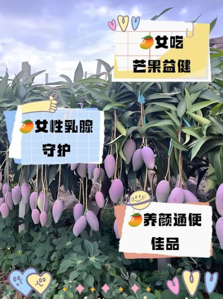 女性吃芒果有什么危害_经期能吃芒果吗-第2张图片-山城妙识