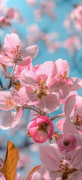 好看的图片大全哪里找_如何挑选高清壁纸-第1张图片-山城妙识