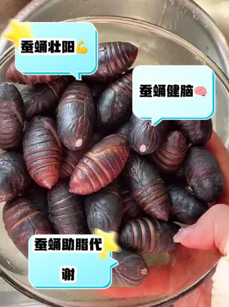 蚕蛹壮阳效果怎么样_蚕蛹补肾是真的吗-第1张图片-山城妙识 蚕蛹壮阳效果怎么样_蚕蛹补肾是真的吗-第1张图片-山城妙识