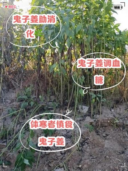 鬼子姜什么人不能吃_鬼子姜禁忌与副作用-第1张图片-山城妙识 鬼子姜什么人不能吃_鬼子姜禁忌与副作用-第1张图片-山城妙识