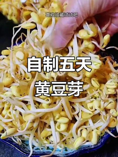 长黄豆芽怎么发_黄豆芽家庭做法大全-第2张图片-山城妙识 长黄豆芽怎么发_黄豆芽家庭做法大全-第2张图片-山城妙识