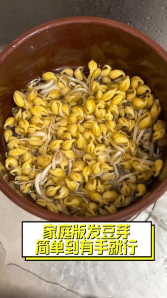 长黄豆芽怎么发_黄豆芽家庭做法大全-第3张图片-山城妙识 长黄豆芽怎么发_黄豆芽家庭做法大全-第3张图片-山城妙识