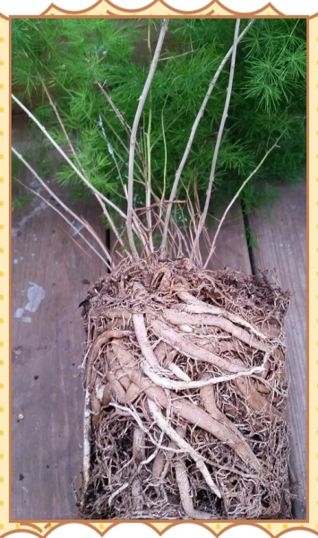 蓬莱松图片大全_蓬莱松和文竹区别-第3张图片-山城妙识