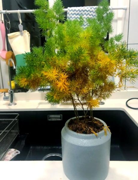 蓬莱松图片大全_蓬莱松和文竹区别-第2张图片-山城妙识