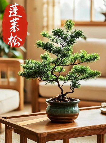 蓬莱松图片大全_蓬莱松和文竹区别-第1张图片-山城妙识