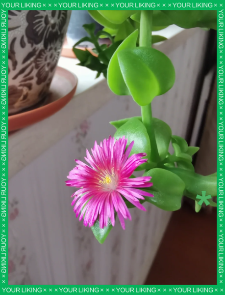 穿心莲去心火还是肝火_穿心莲清火真相-第1张图片-山城妙识 穿心莲去心火还是肝火_穿心莲清火真相-第1张图片-山城妙识