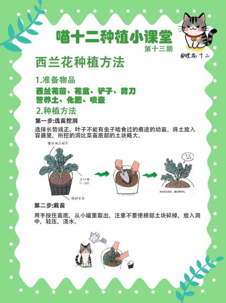 西兰花种植技术_西兰花怎么种才高产-第1张图片-山城妙识 西兰花种植技术_西兰花怎么种才高产-第1张图片-山城妙识