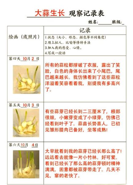 蒜苗1到6天怎么长_蒜苗发芽几天能出土-第1张图片-山城妙识 蒜苗1到6天怎么长_蒜苗发芽几天能出土-第1张图片-山城妙识