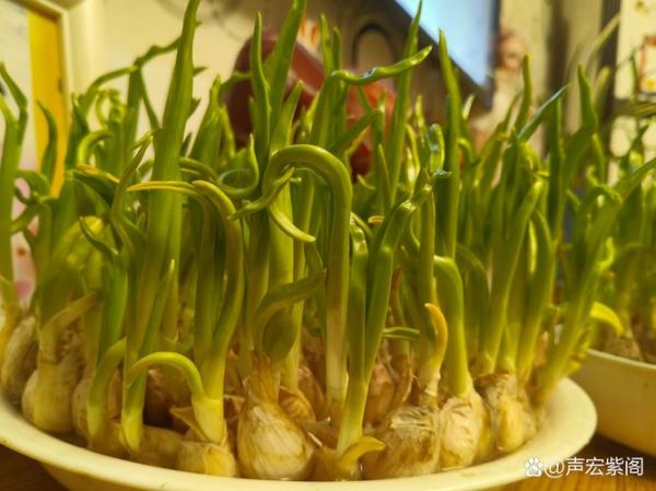 蒜苗1到6天怎么长_蒜苗发芽几天能出土-第3张图片-山城妙识 蒜苗1到6天怎么长_蒜苗发芽几天能出土-第3张图片-山城妙识