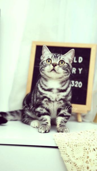 起司猫是什么品种_起司猫多少钱一只-第2张图片-山城妙识 起司猫是什么品种_起司猫多少钱一只-第2张图片-山城妙识