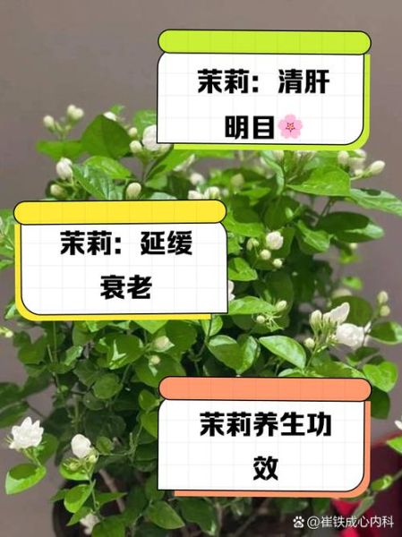 茉莉花的功效与禁忌_孕妇能喝茉莉花茶吗-第2张图片-山城妙识