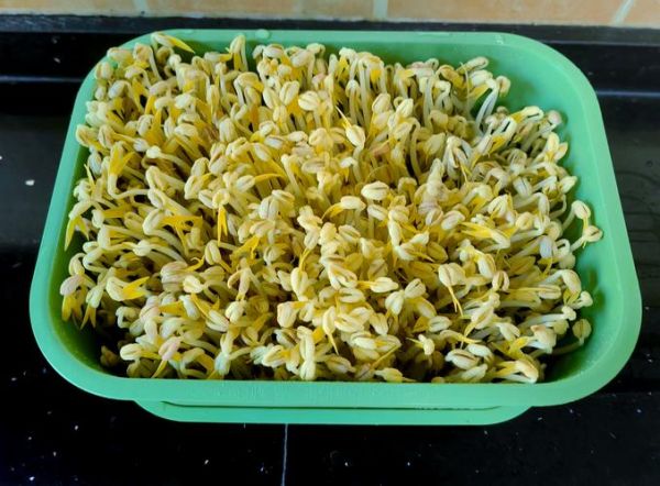 豆芽菜怎么生_家庭无土栽培豆芽步骤-第1张图片-山城妙识