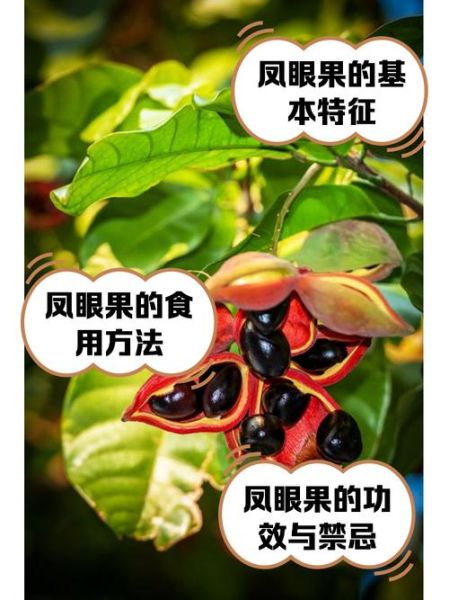 凤眼果煲汤有什么功效_凤眼果煲汤适合什么人喝-第2张图片-山城妙识 凤眼果煲汤有什么功效_凤眼果煲汤适合什么人喝-第2张图片-山城妙识