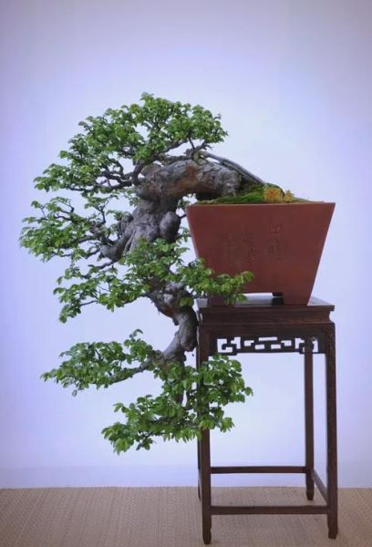 榆树盆景图片大全_如何养护榆树盆景-第2张图片-山城妙识 榆树盆景图片大全_如何养护榆树盆景-第2张图片-山城妙识