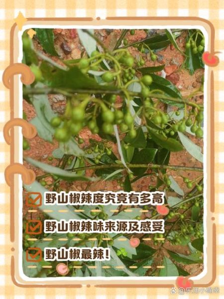 野山椒树怎么种_野山椒树几年结果-第1张图片-山城妙识