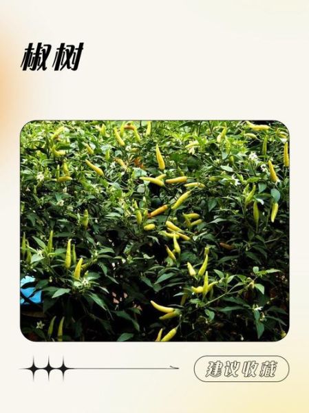 野山椒树怎么种_野山椒树几年结果-第3张图片-山城妙识