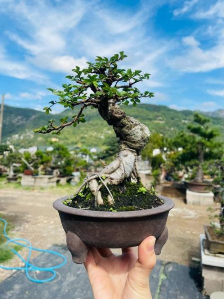 榆树盆景图片大全_如何养护榆树盆景-第1张图片-山城妙识 榆树盆景图片大全_如何养护榆树盆景-第1张图片-山城妙识