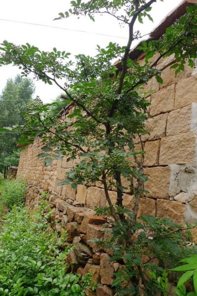 野山椒树怎么种_野山椒树几年结果-第2张图片-山城妙识