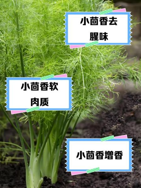 小茴香和大茴香的区别_哪个更适合炖肉-第3张图片-山城妙识 小茴香和大茴香的区别_哪个更适合炖肉-第3张图片-山城妙识