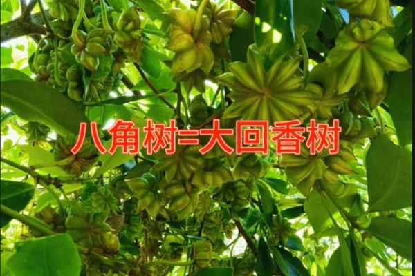 小茴香和大茴香的区别_哪个更适合炖肉-第1张图片-山城妙识 小茴香和大茴香的区别_哪个更适合炖肉-第1张图片-山城妙识