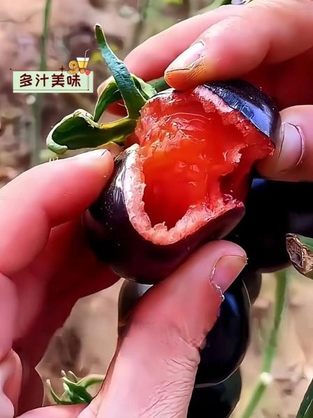 黑番茄是什么_黑番茄的功效与作用-第3张图片-山城妙识 黑番茄是什么_黑番茄的功效与作用-第3张图片-山城妙识
