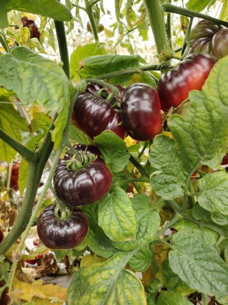 黑番茄是什么_黑番茄的功效与作用-第2张图片-山城妙识 黑番茄是什么_黑番茄的功效与作用-第2张图片-山城妙识