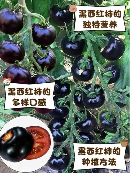 黑番茄是什么_黑番茄的功效与作用-第1张图片-山城妙识 黑番茄是什么_黑番茄的功效与作用-第1张图片-山城妙识
