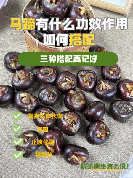 马蹄怎么吃最营养_马蹄的功效与作用-第3张图片-山城妙识