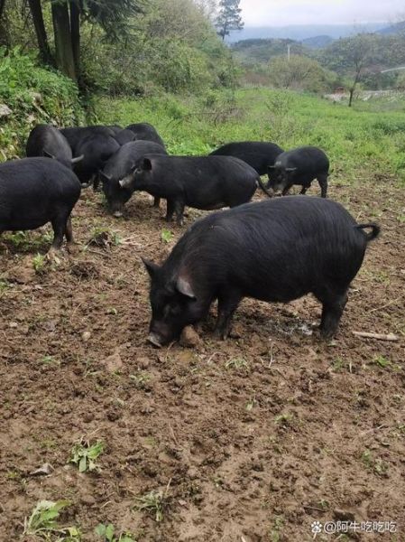 藏香猪养殖技术_藏香猪多少钱一斤-第3张图片-山城妙识 藏香猪养殖技术_藏香猪多少钱一斤-第3张图片-山城妙识
