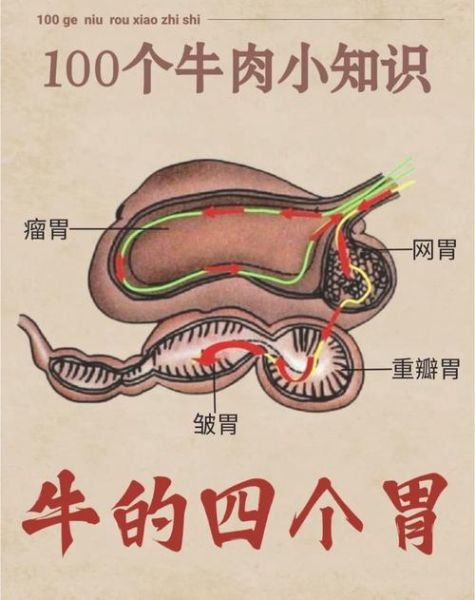 牛肚有几种_牛肚部位图片及区别-第1张图片-山城妙识 牛肚有几种_牛肚部位图片及区别-第1张图片-山城妙识