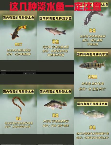 黄辣丁养殖技术_黄辣丁养殖常见问题-第1张图片-山城妙识 黄辣丁养殖技术_黄辣丁养殖常见问题-第1张图片-山城妙识