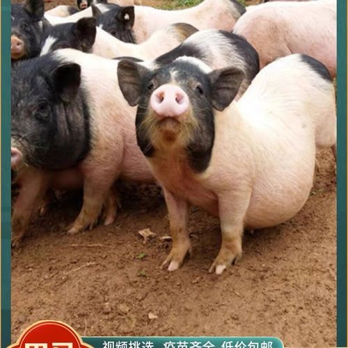 藏香猪养殖技术_藏香猪多少钱一斤-第2张图片-山城妙识 藏香猪养殖技术_藏香猪多少钱一斤-第2张图片-山城妙识