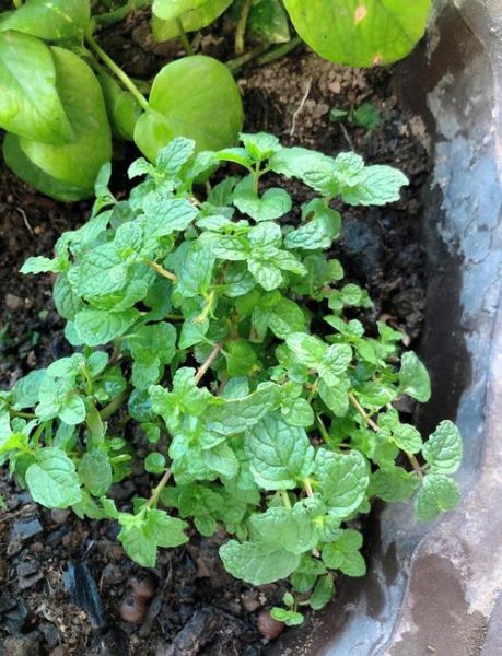 薄荷怎么养才能爆盆_薄荷爆盆秘诀-第1张图片-山城妙识 薄荷怎么养才能爆盆_薄荷爆盆秘诀-第1张图片-山城妙识