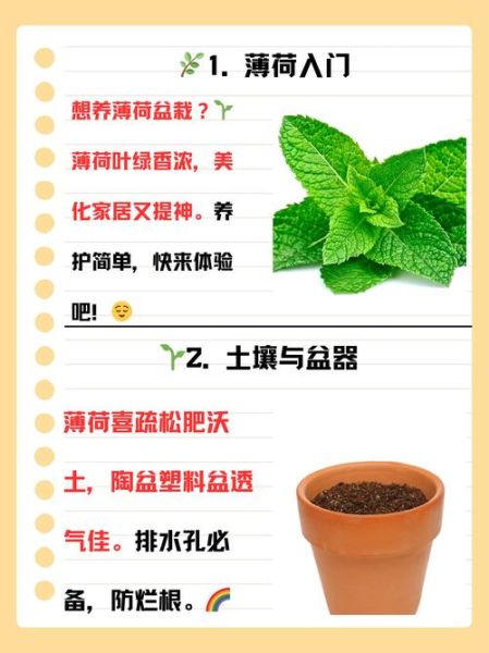 薄荷怎么养才能爆盆_薄荷爆盆秘诀-第3张图片-山城妙识 薄荷怎么养才能爆盆_薄荷爆盆秘诀-第3张图片-山城妙识