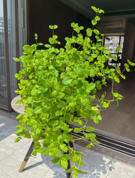 薄荷怎么养才能爆盆_薄荷爆盆秘诀-第2张图片-山城妙识 薄荷怎么养才能爆盆_薄荷爆盆秘诀-第2张图片-山城妙识