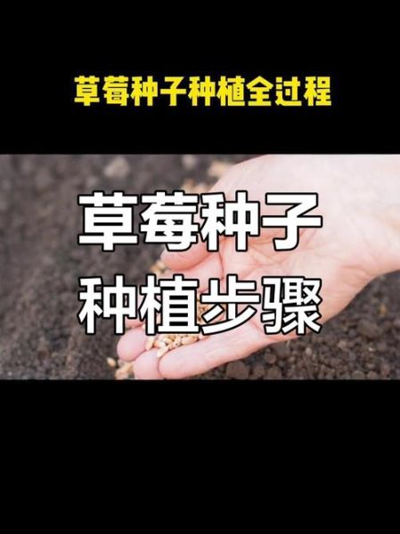 草莓怎么种_草莓种植方法步骤-第3张图片-山城妙识 草莓怎么种_草莓种植方法步骤-第3张图片-山城妙识