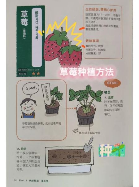 草莓怎么种_草莓种植方法步骤-第2张图片-山城妙识 草莓怎么种_草莓种植方法步骤-第2张图片-山城妙识