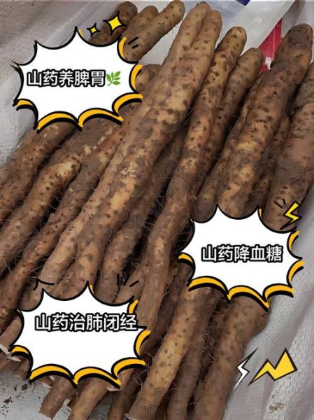 生山药的功效与作用_生山药怎么吃最养脾胃-第1张图片-山城妙识 生山药的功效与作用_生山药怎么吃最养脾胃-第1张图片-山城妙识
