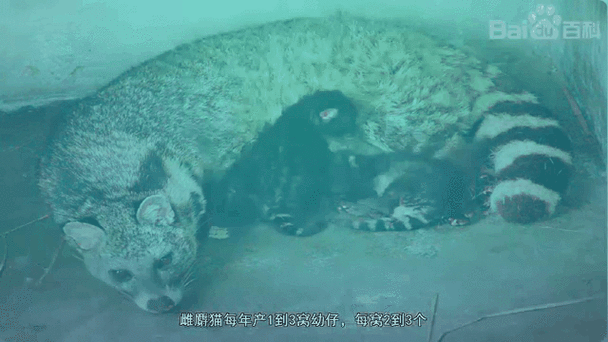 麝香猫图片哪里找_麝香猫长什么样-第1张图片-山城妙识 麝香猫图片哪里找_麝香猫长什么样-第1张图片-山城妙识